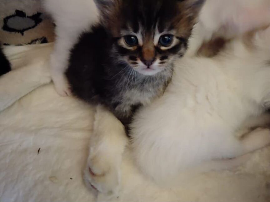Котята