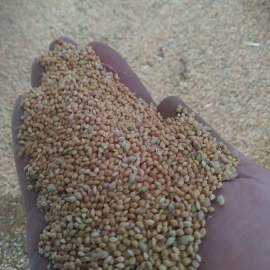 Просо и сафлор