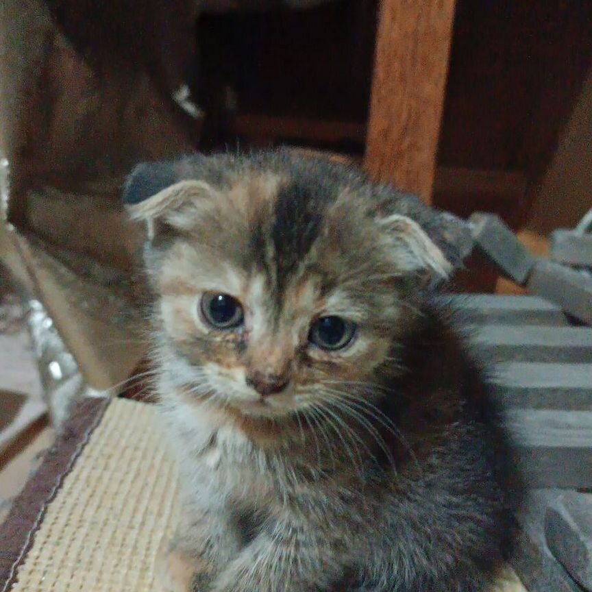 Шотландская вислоухая кошечка