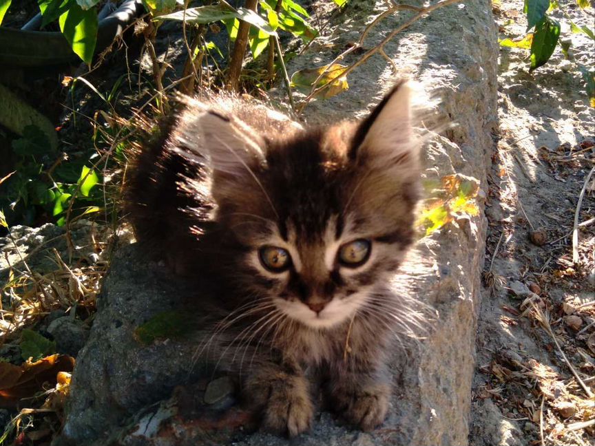 Котята пушистые