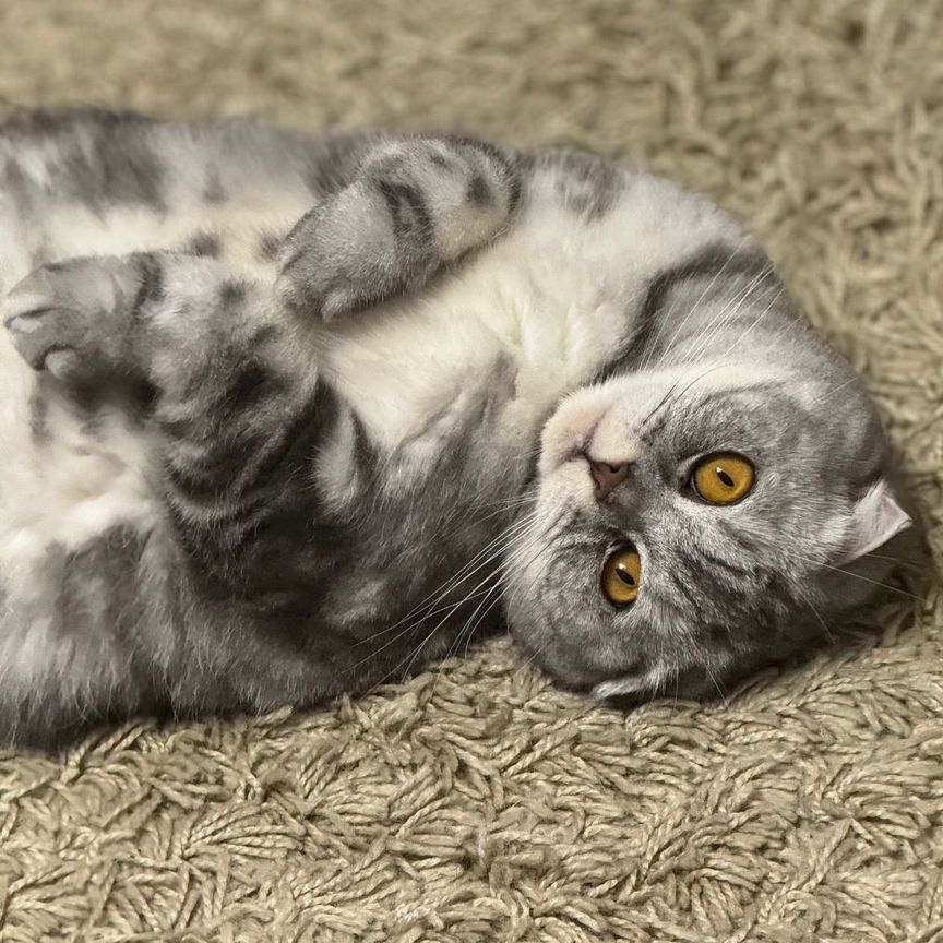 Шотландская вислоухая длинношёрстная, взрослая кошка