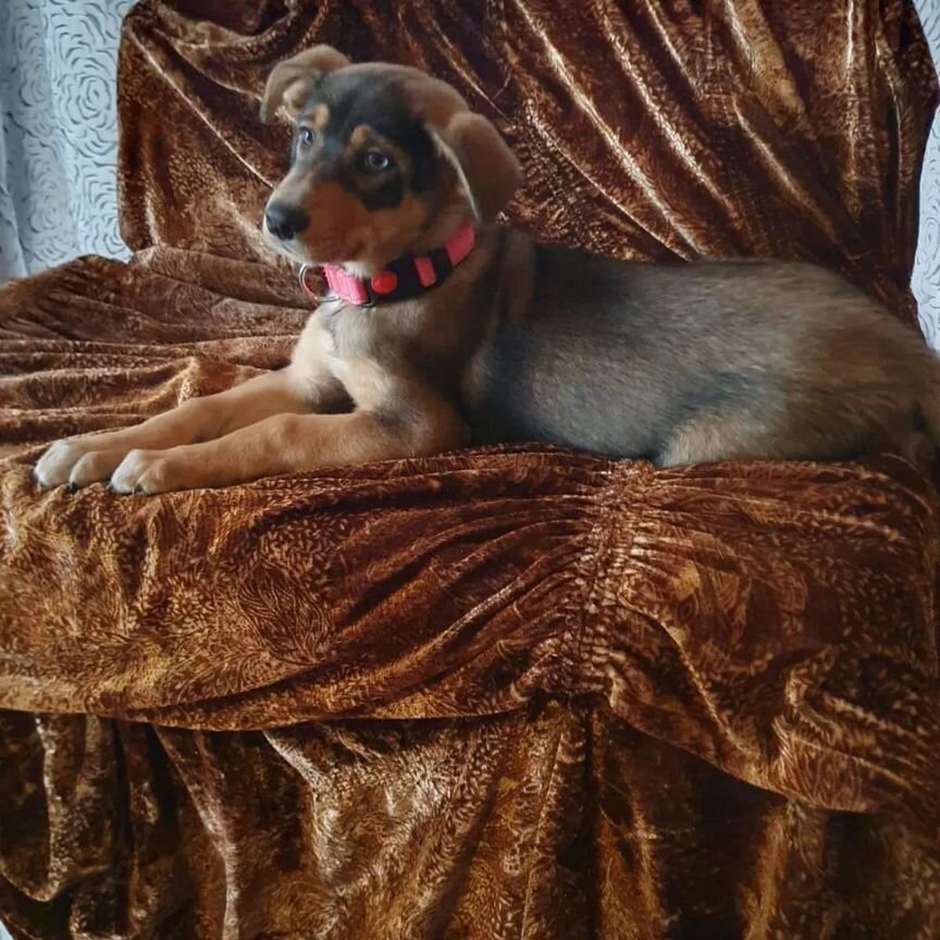 Щенок в добрые руки