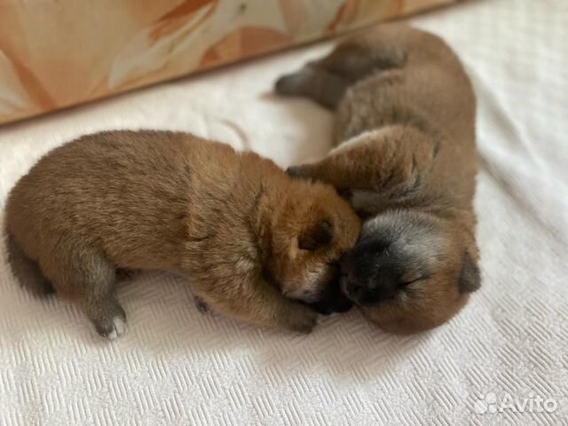 Сиба ину щенки открыты для бронирования