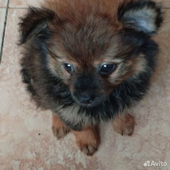 Щенки шпицетои