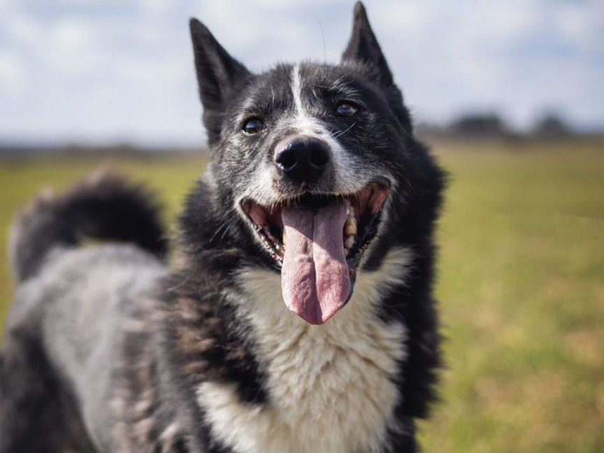 Лайка в добрые руки