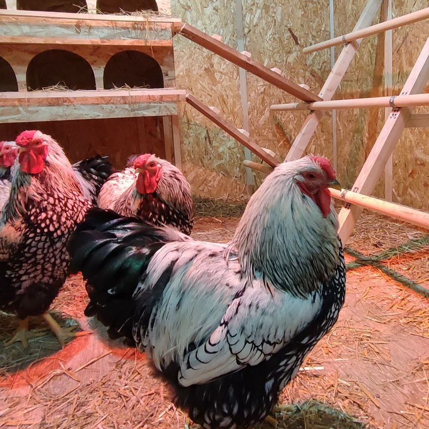 Петух Виандот