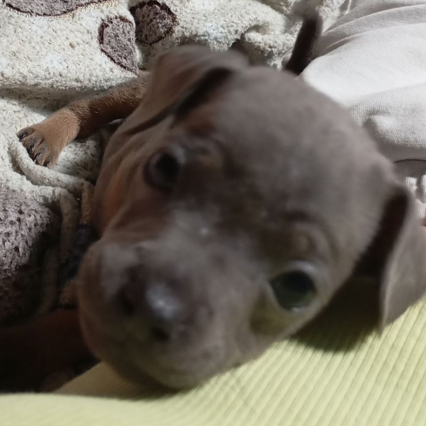 Продается той-терьер