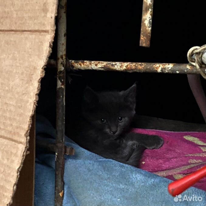 Коотят в добрые руки. Котята ищут дом