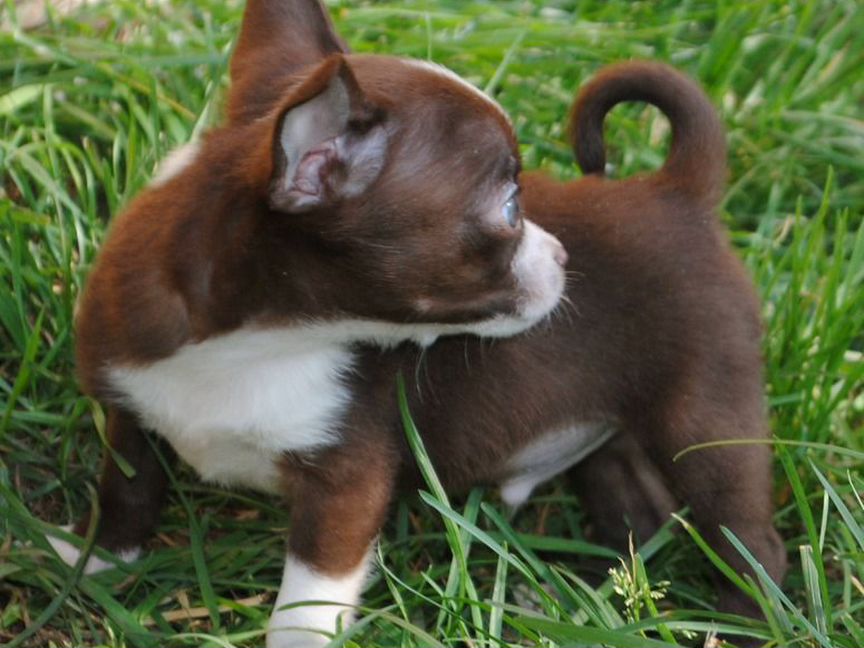 Мальчик чихуа, 2 месяца на фото