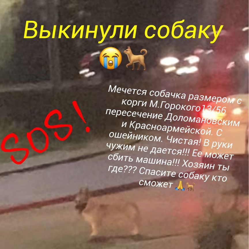 Выкинули собаку размером с корги в ошейнике