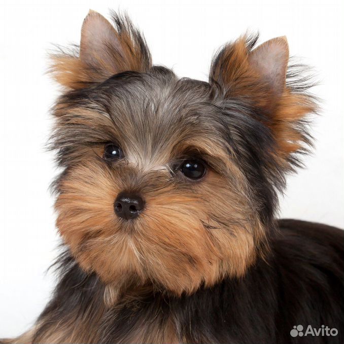 Мальчик йорка ("стандарт" )