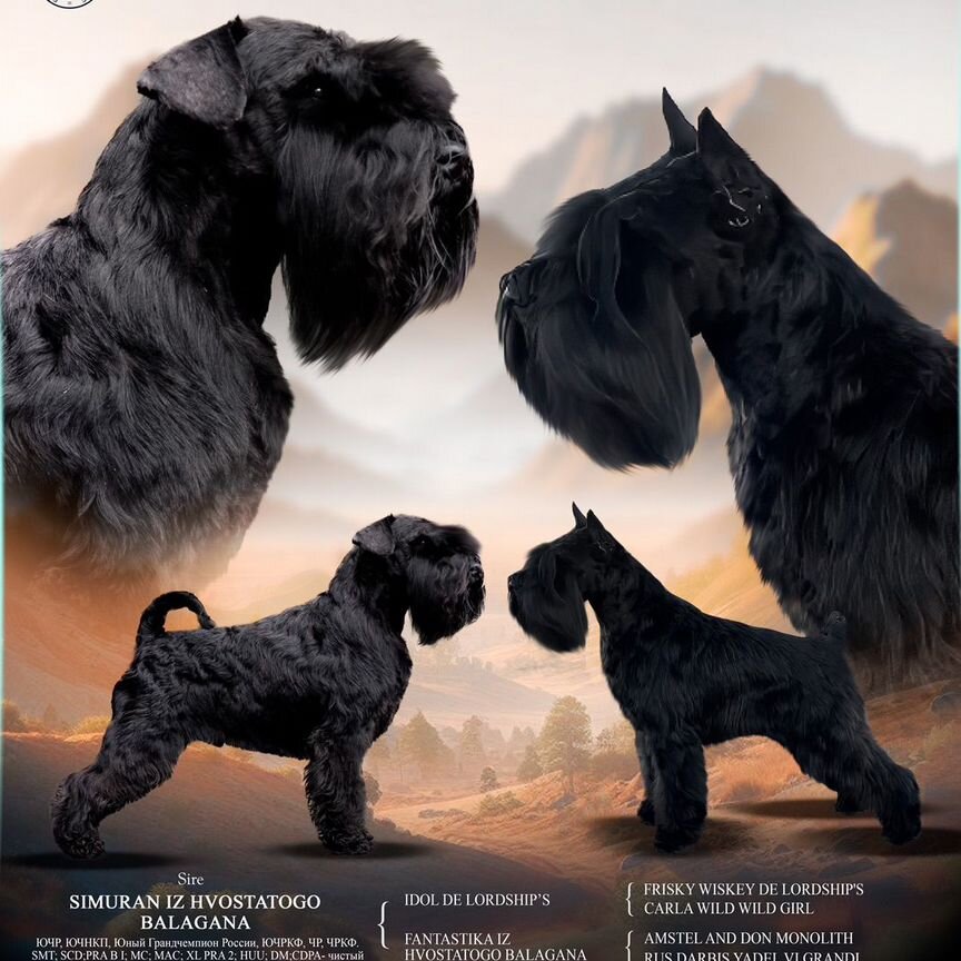 Цвергшнауцер щенки