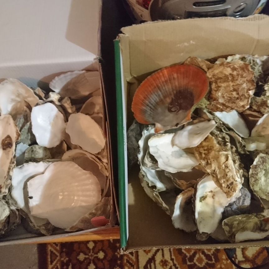 Огромные ракушки, мох, и Т. Д