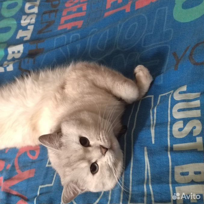 Метис британца белый