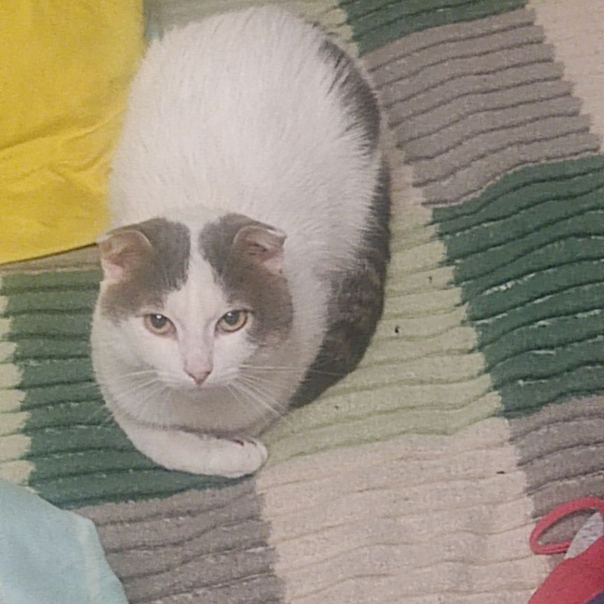 Котик в добрые руки