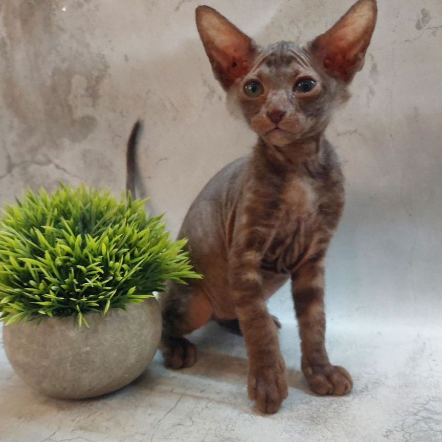 Петерболд котёнок