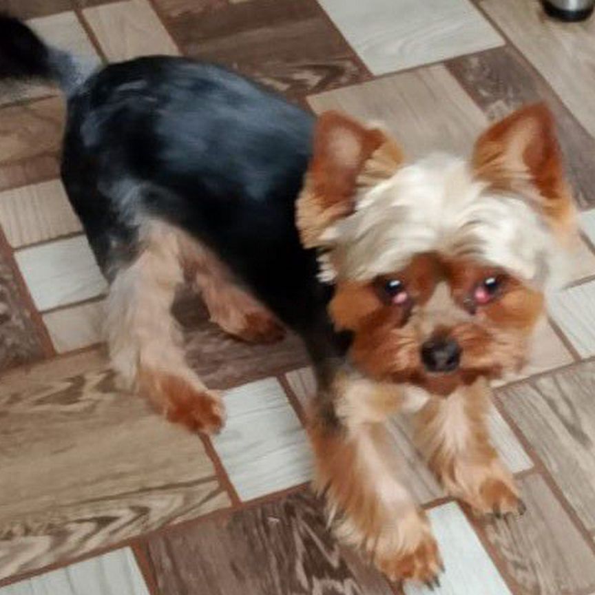 Йоркширский терьер, щенок