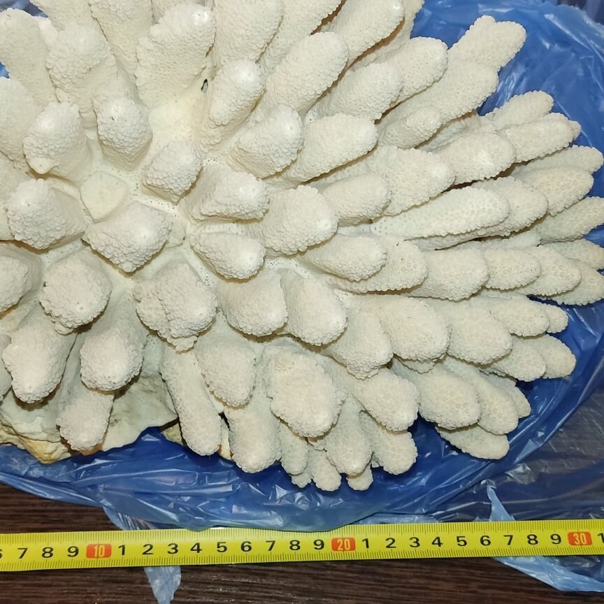 Морские кораллы