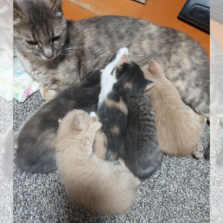 Котята в добрые руки бесплатно