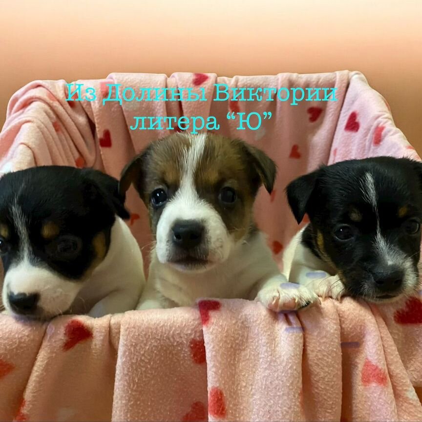 Джек-рассел-терьер, щенок