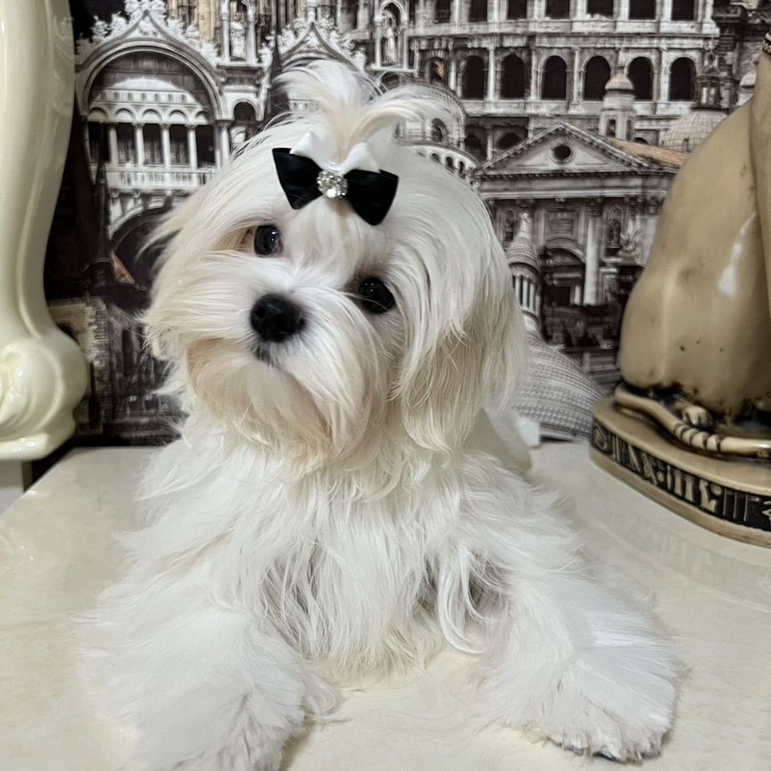 Красивый мальчик мальтезе