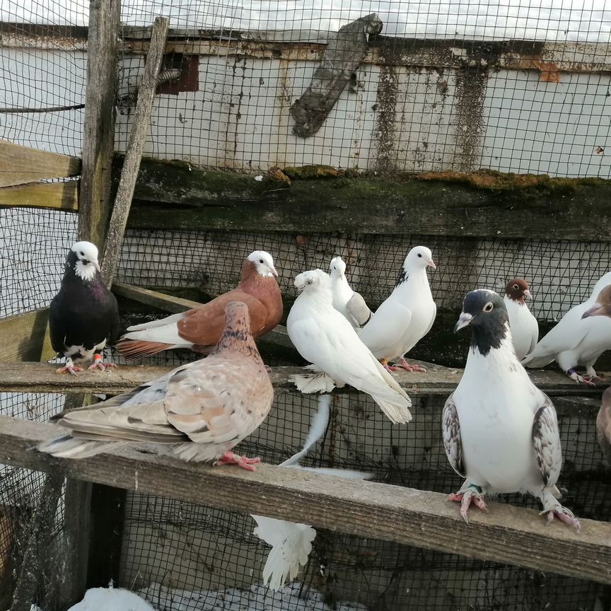 Продам голубей
