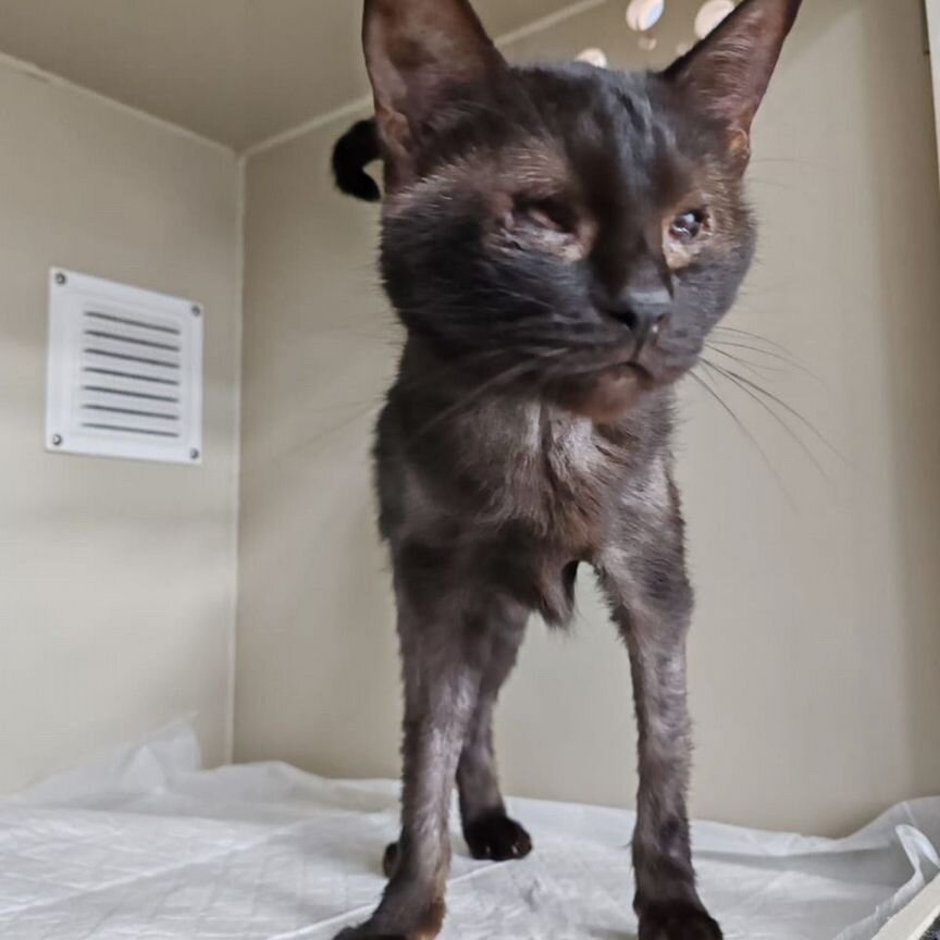 Помогите котикам из концлагеря Они погибнут