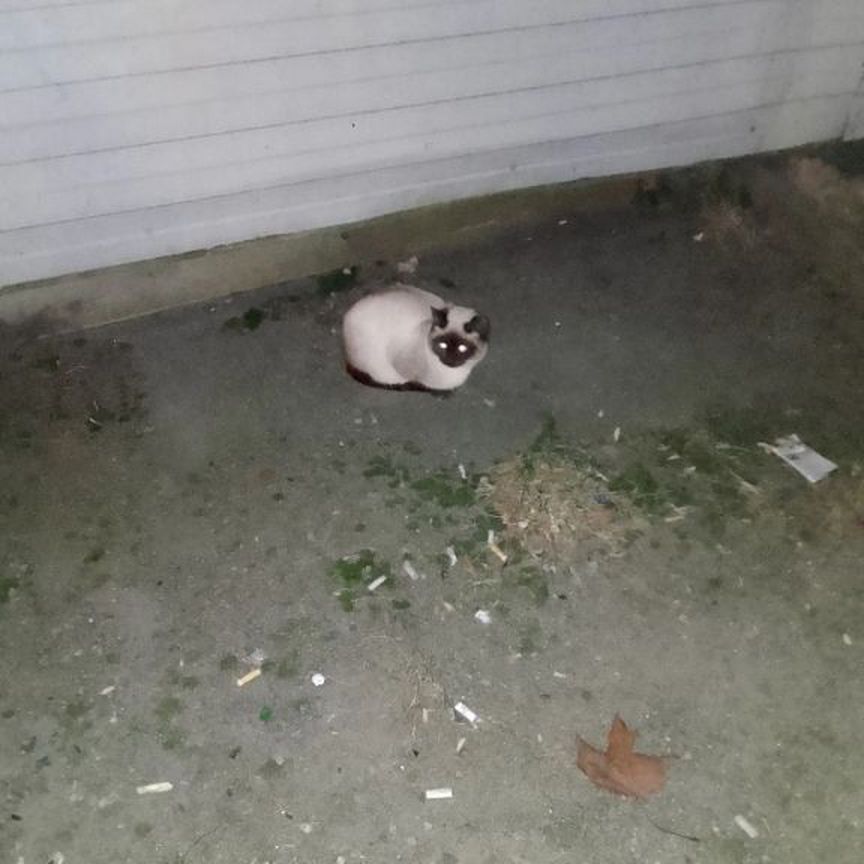 Кошечка тайская