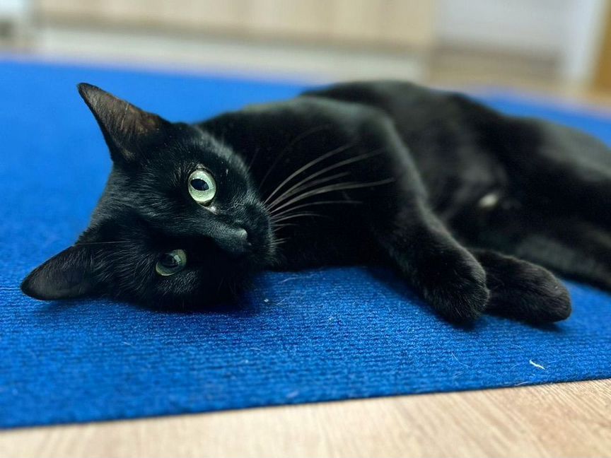 Кошка