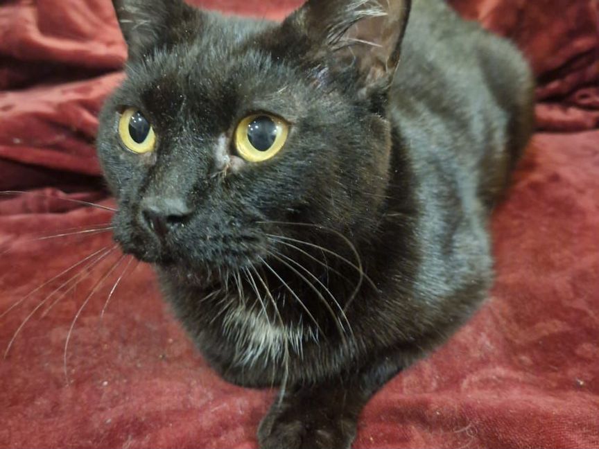 Черная ласковая кошечка ищет дом