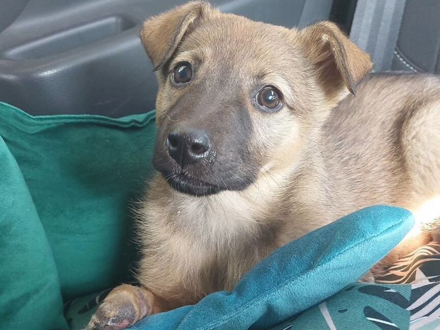 Щенок девочка