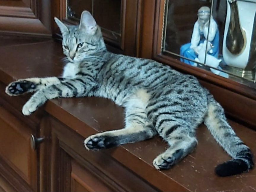 Полосатенькая котенок-девочка