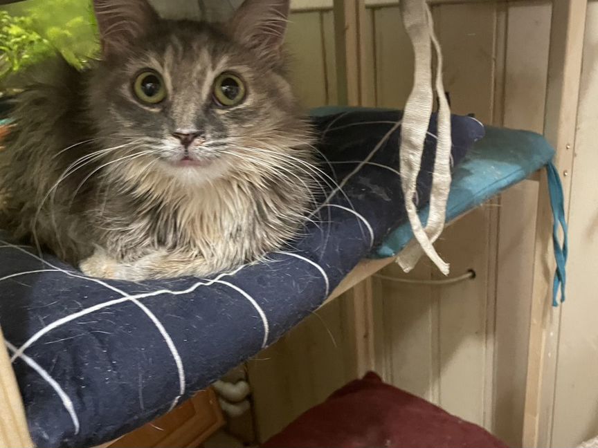 Маленькая кошка Ася 2 кг в приюте