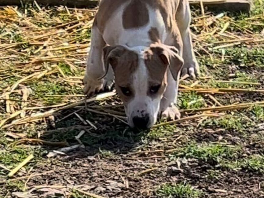 Щенки питбуля