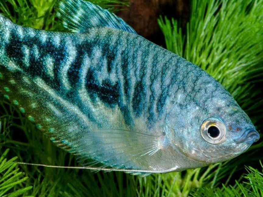 Гурами мраморный