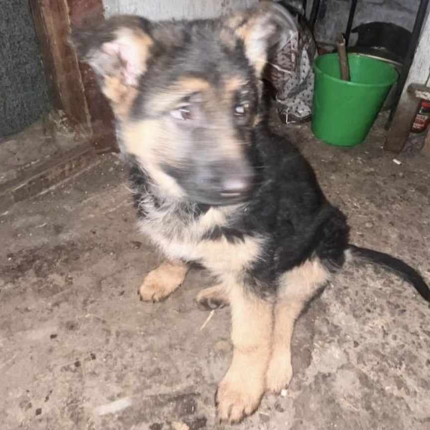 Немецкая овчарка, щенок