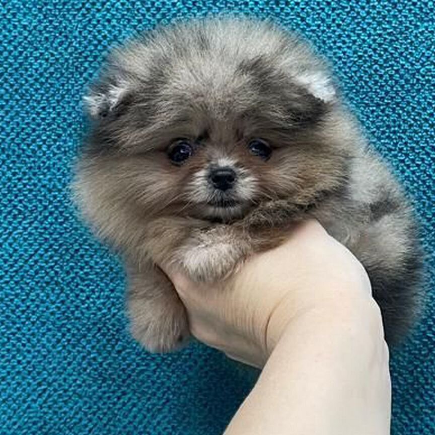 Померанский шпиц, щенок