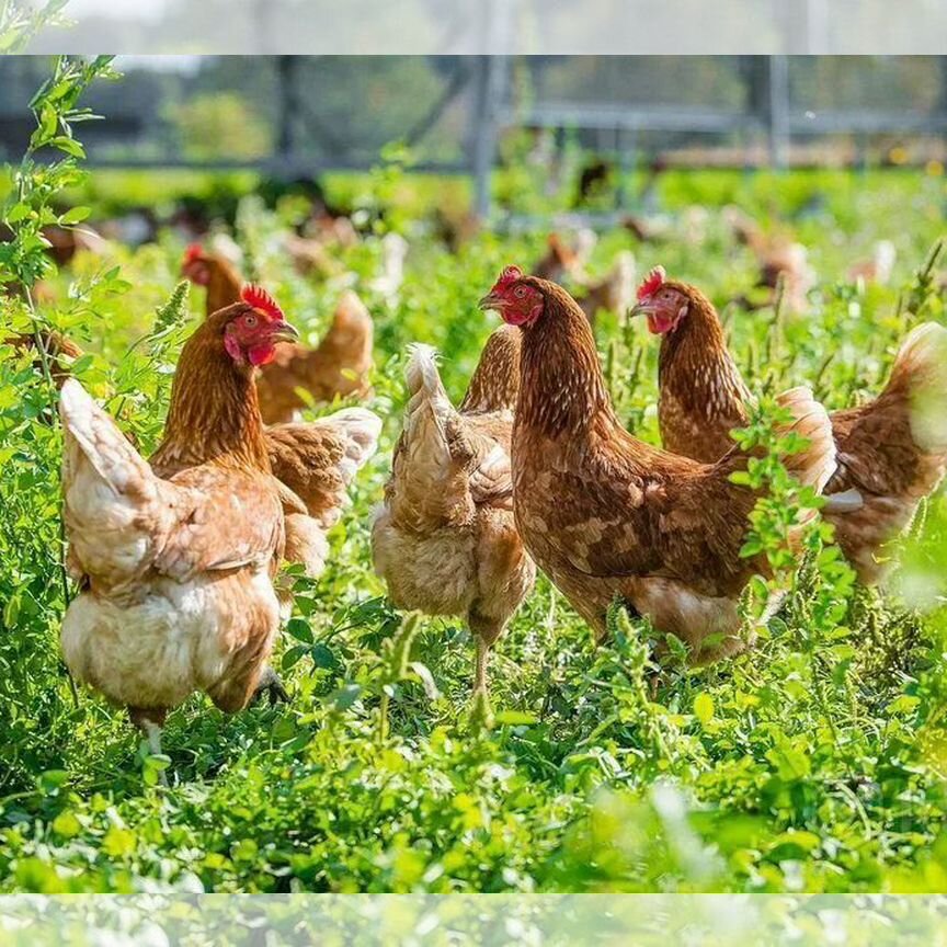 Куры молодки несушки домашние