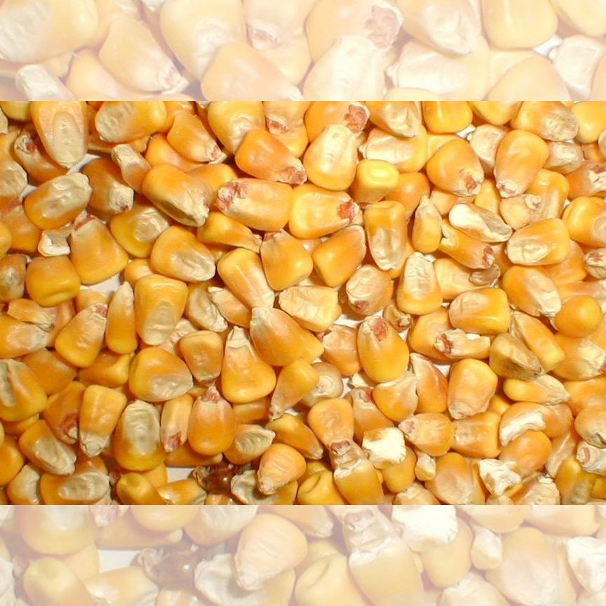 Кукуруза зерно