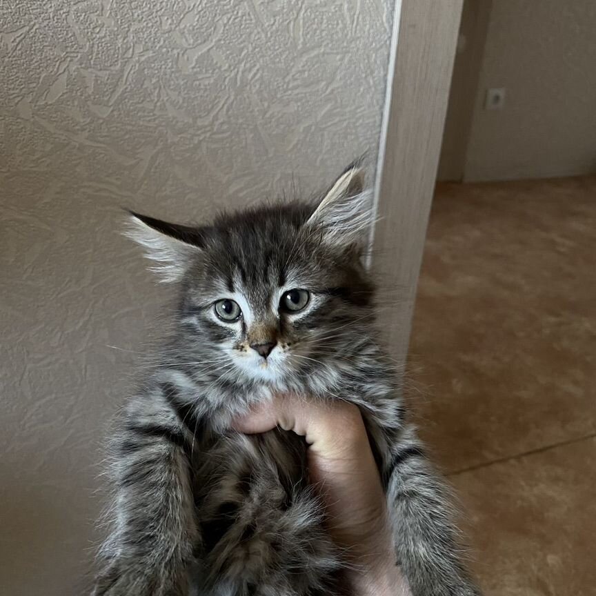 Мейн-кун в добрые руки