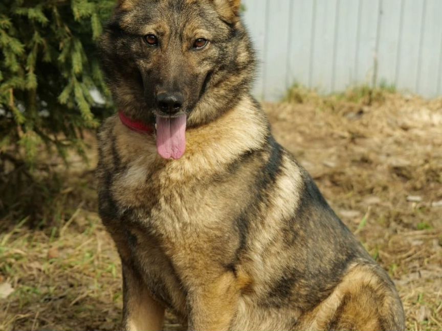 Собака в добрые руки отдам бесплатно