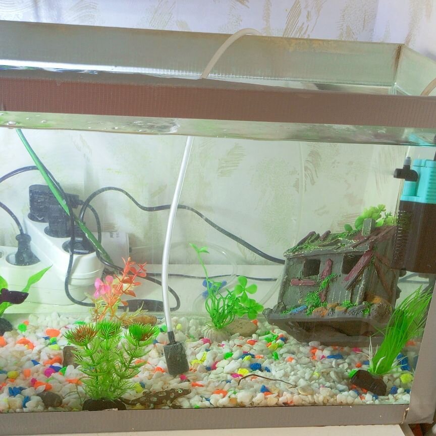 Аквариум с рыбками и ракам
