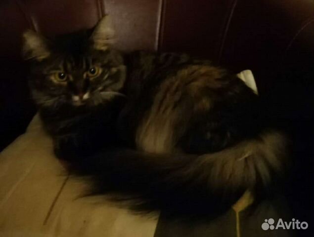 Кошка Глафира