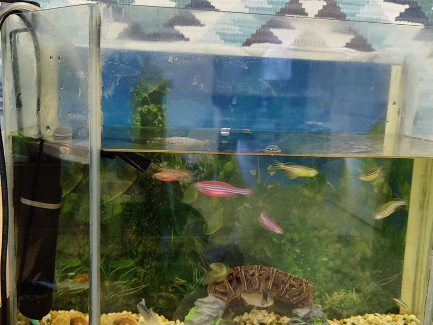 Аквариум с рыбками