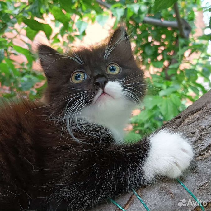 Котенок ласковый шерстяной комочек бесплатно