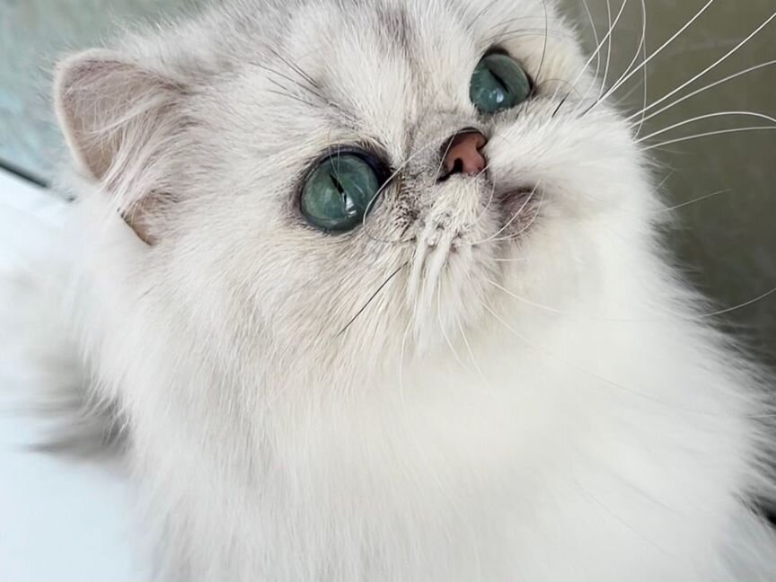 Персидская шиншилла