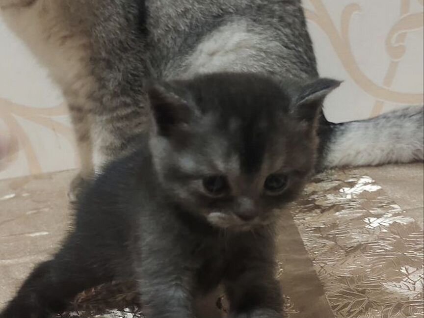 Кошки Шотландские отличны подарок на нг