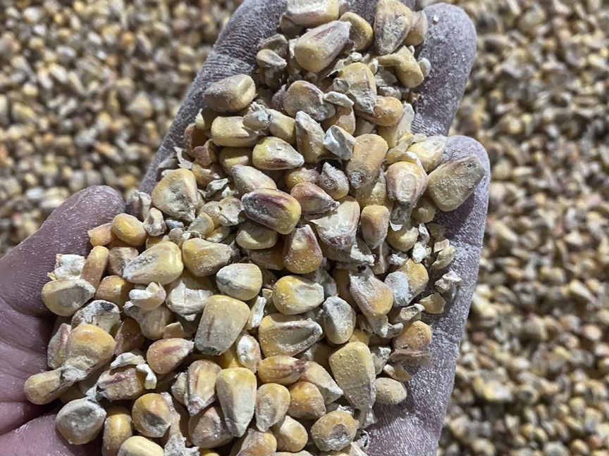 Кукуруза кормовая