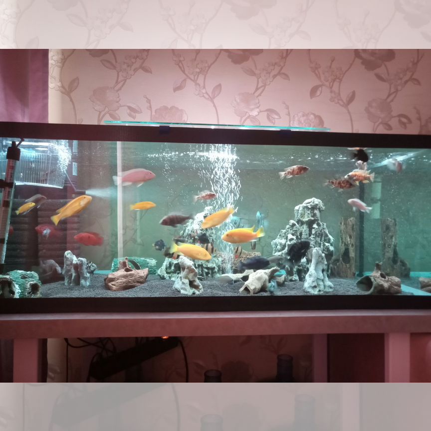 Аквариумные рыбки