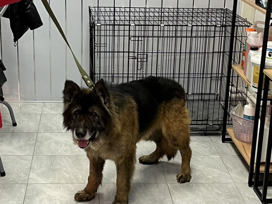 Собака немецкая овчарка